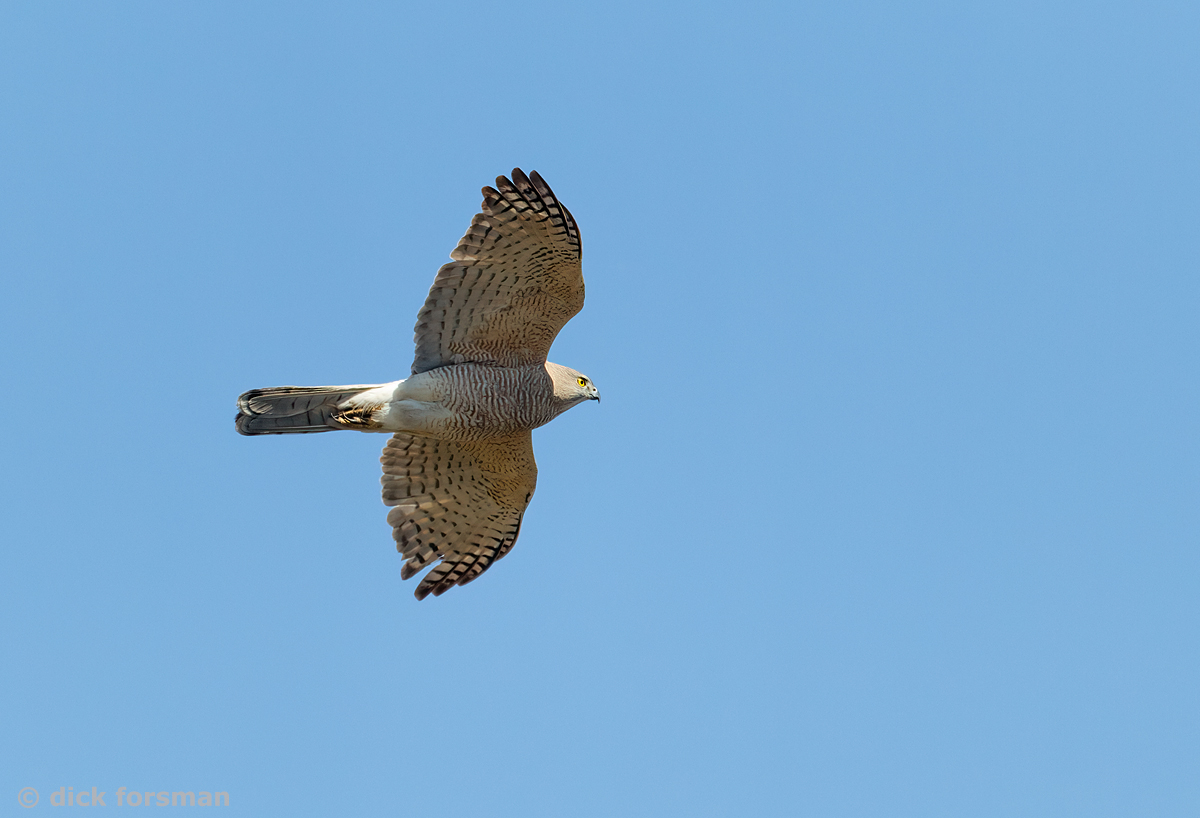 Accipiter badius, (IN)Shikra, (EN) , (US), (FI) arovarpushaukka, (DE ...