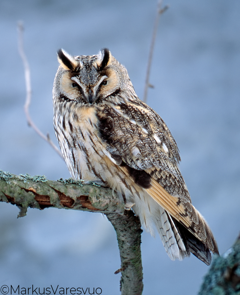 Asio otus, (IN)Long-eared Owl, (FI) sarvipöllö, (DE) Waldohreule, (SV) hornuggla, (FR) Hibou ...