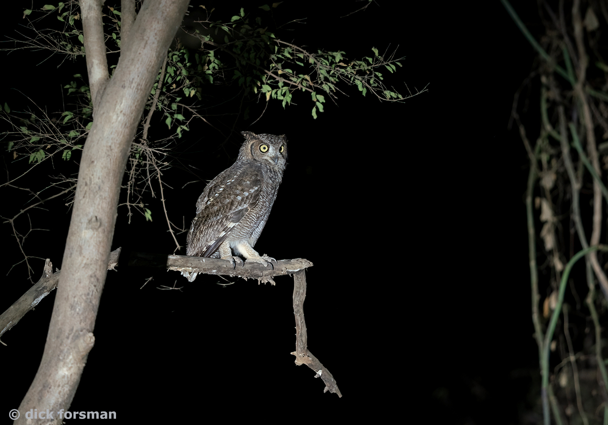 Bubo milesi, (IN)Arabian eagle-owl, (FI) arabianhuuhkaja, (DE ...
