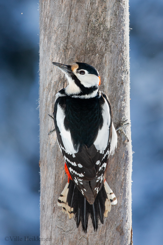 Dendrocopos major, (IN)Great Spotted Woodpecker, (EN) , (US), (FI ...
