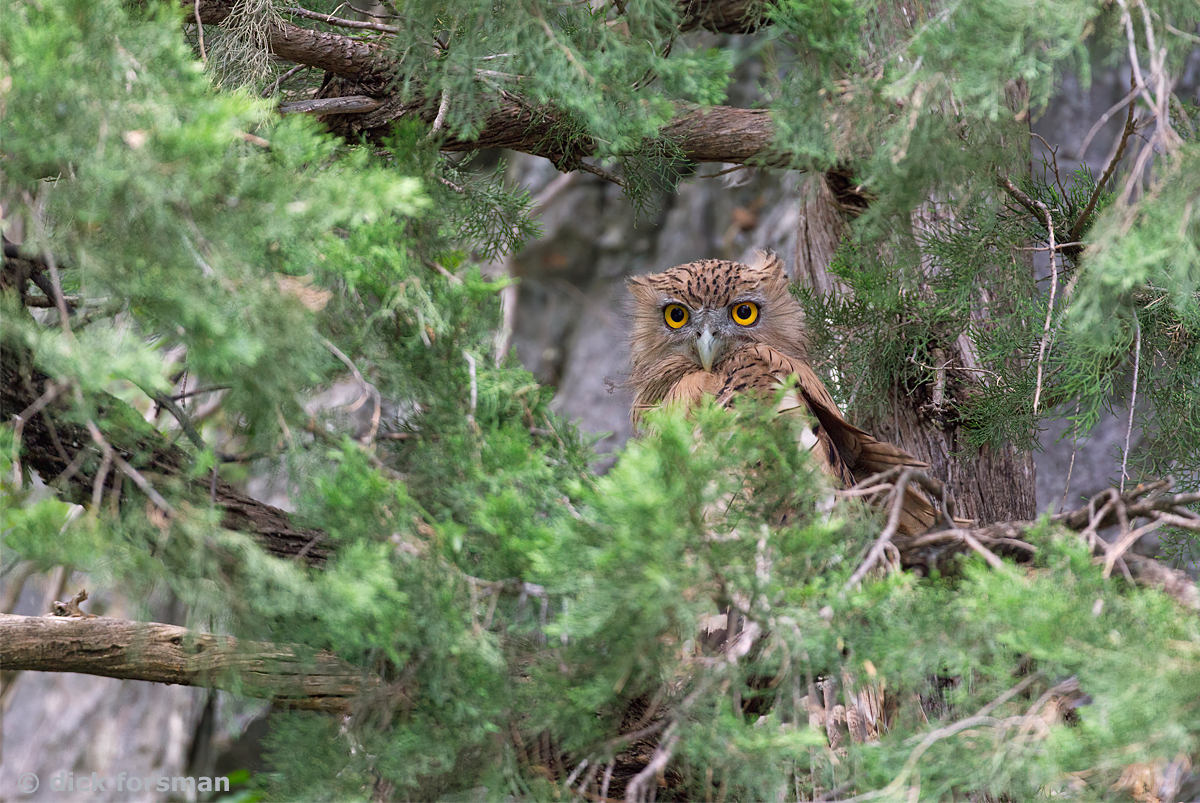 Ketupa zeylonensis, (IN)Brown Fish-Owl, (FI) kalahuuhkaja, (DE ...