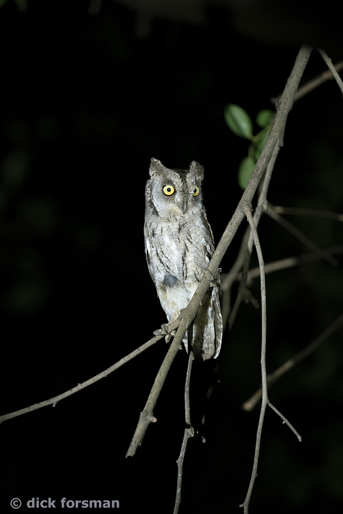Otus pamelae, (IN)Arabian Scops-Owl, (FI) arabianpöllönen, (DE) Arabien ...