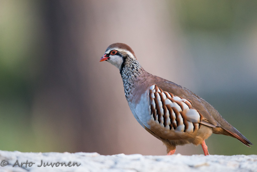 Alectoris rufa, (IN)Red-legged Partridge, (EN) , (US), (FI) punapyy ...